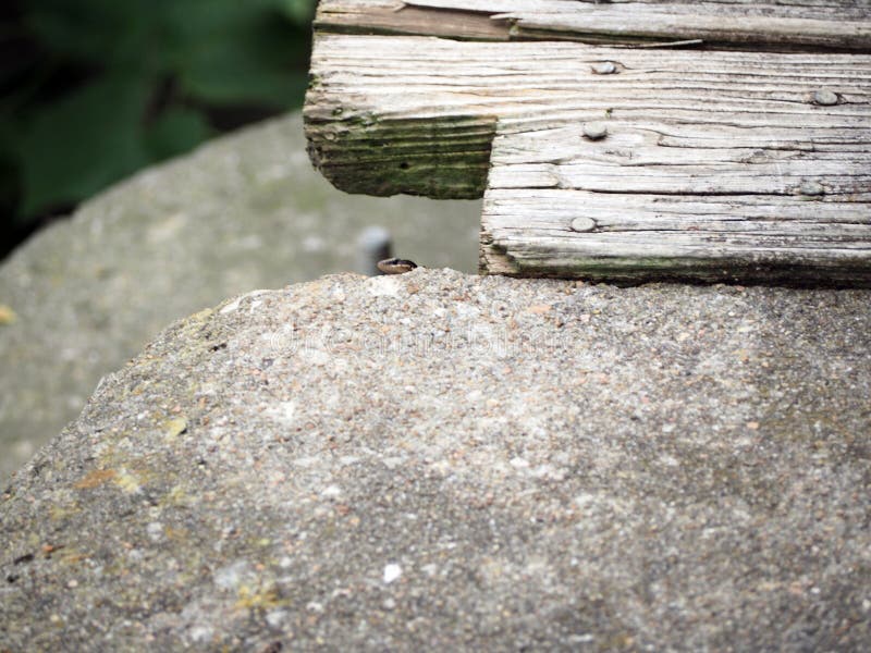 Cute Tiny Lizard Head Popping Out from Behind a Large Stone Stock Image ...