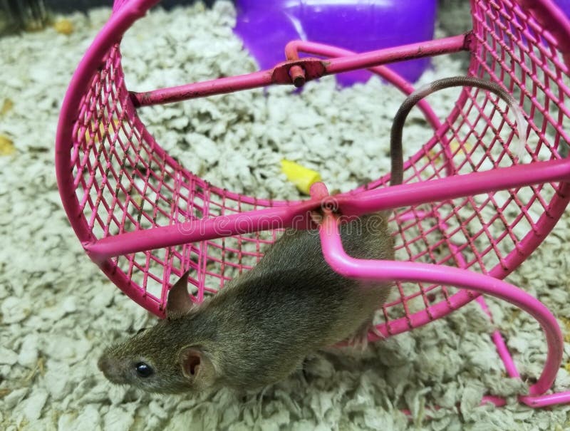 A Cute Tiny Rat Playing on the Pink Running Wheel Stock Photo - Image ...