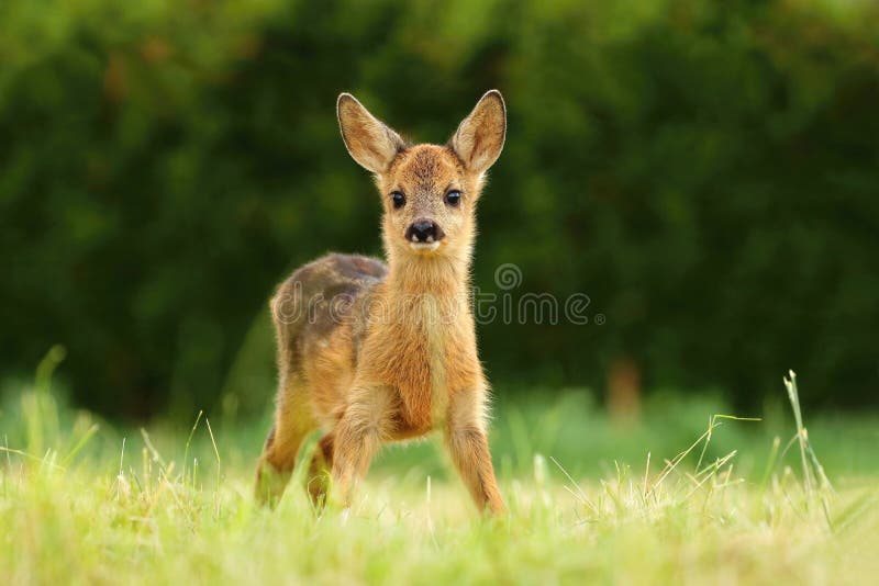 Cute tiny roe deer fawn stock image. Image of sweet, endearing - 97071557