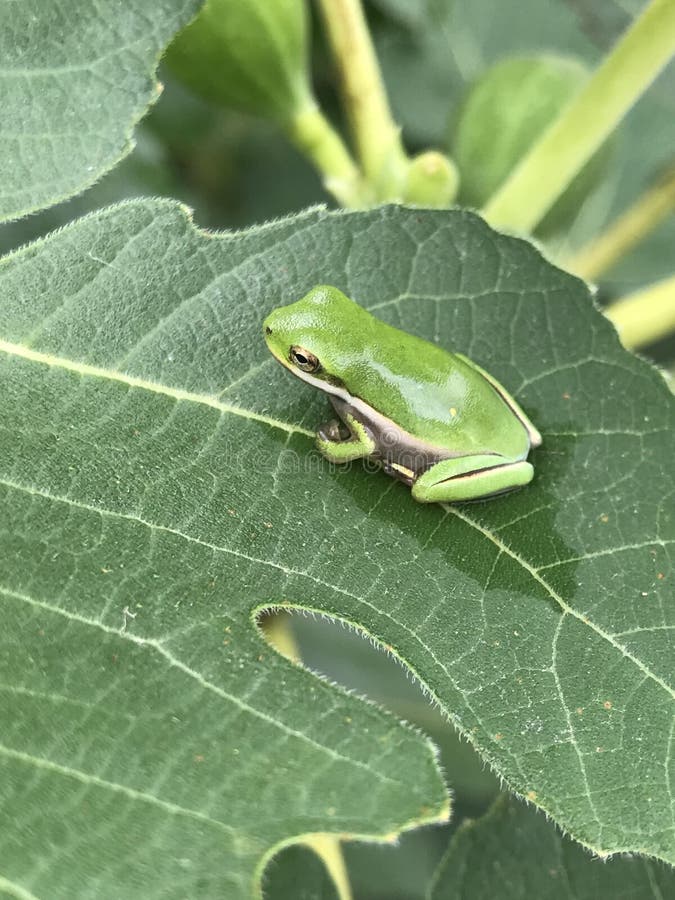 Cute Tiny Squirrel Tree Frog on Fig Leaf - Hyla Squirella - Morgan County Alabama USA Stock ...