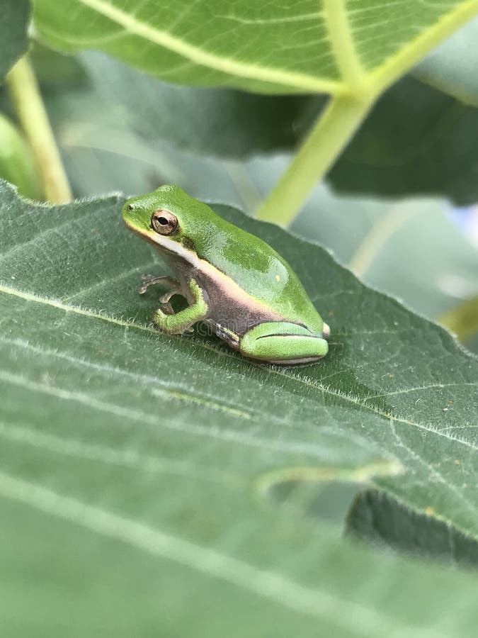 Cute Tiny Squirrel Tree Frog on Fig Leaf - Hyla Squirella - Morgan County Alabama USA Stock ...