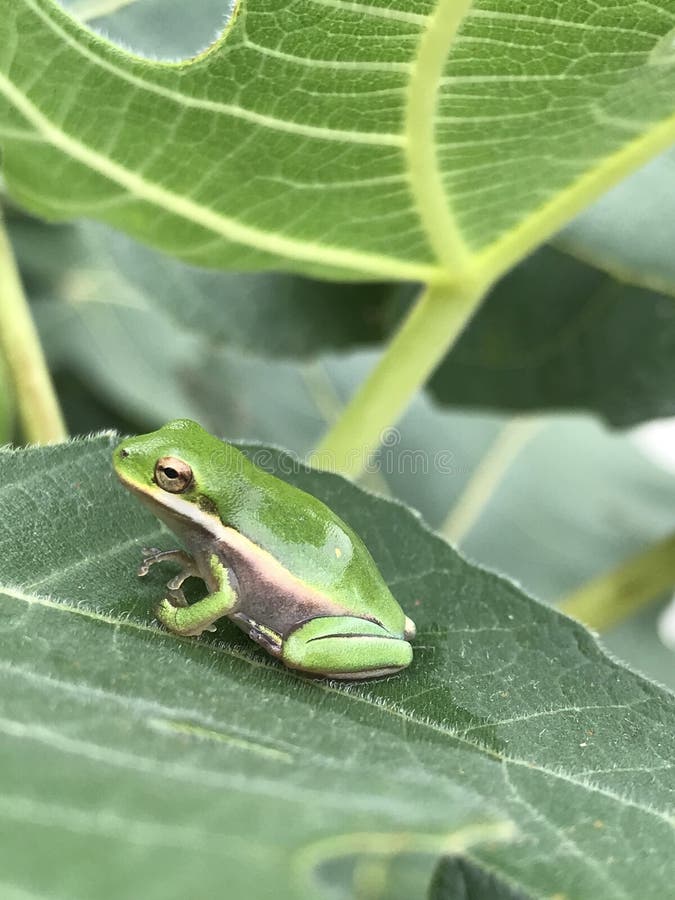 Cute Tiny Squirrel Tree Frog on Fig Leaf - Hyla Squirella - Morgan ...