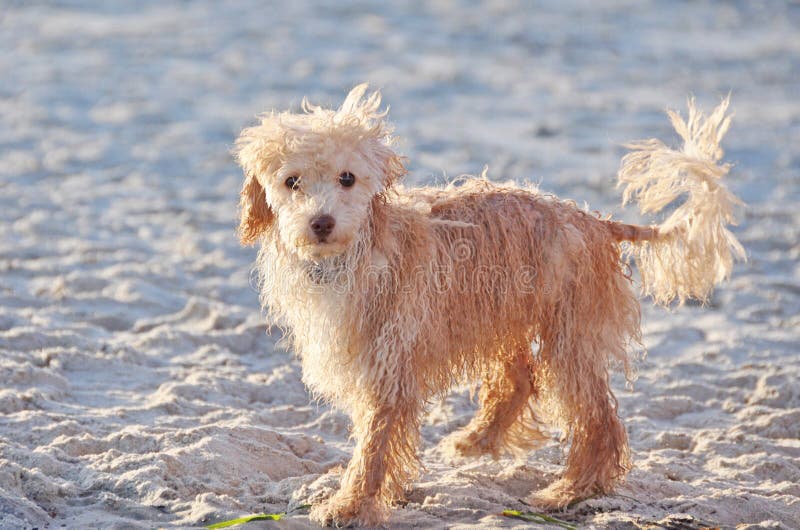 A Cute Tiny Wet Puppy Dog Alone on the Sandy Beach Stock Photo - Image ...