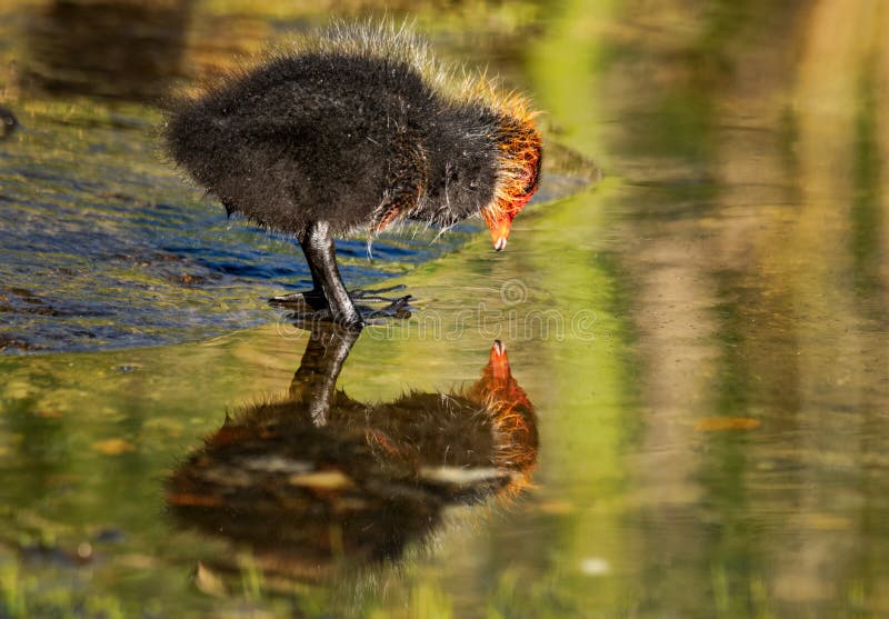 Cute Tiny Young Coot Duckling in Spring Stock Photo - Image of wildlife ...