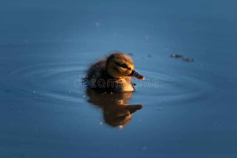 Cute Tiny Young Duckling in Spring Stock Photo - Image of feather, cute ...