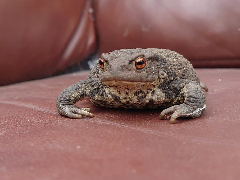 Cute toad takes Selfie stock image. Image of frog, invertebrate - 232331359