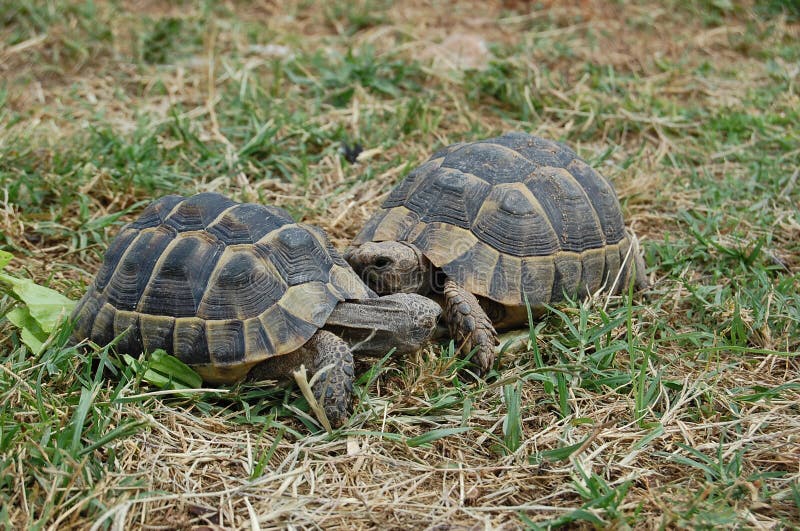 Cute tortoises couple stock photo. Image of urban, south - 48099362