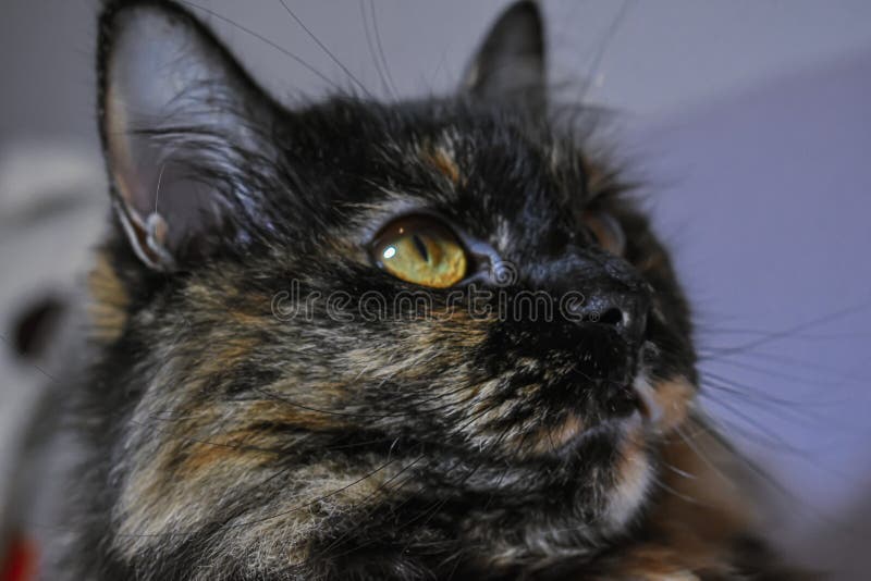 Cute tortoiseshell cat stock image. Image of eyes, mammal - 201728117