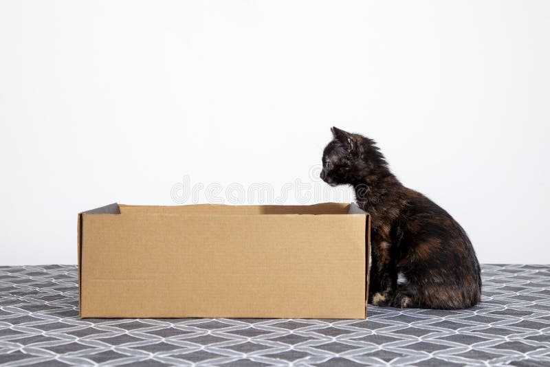 Cute Tortoiseshell Cat Looking Inside an Empty Carton Box Stock Photo ...