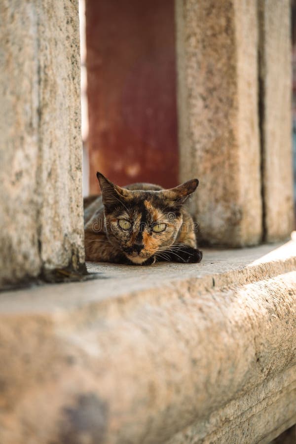 Cute Tortoiseshell Cat Lounging between Two Pillars. Stock Image ...