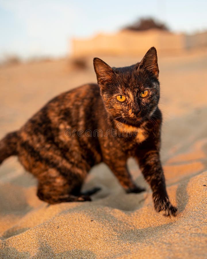 Cute Tortoiseshell Cat on the Sandy Beach. Stock Photo - Image of ...