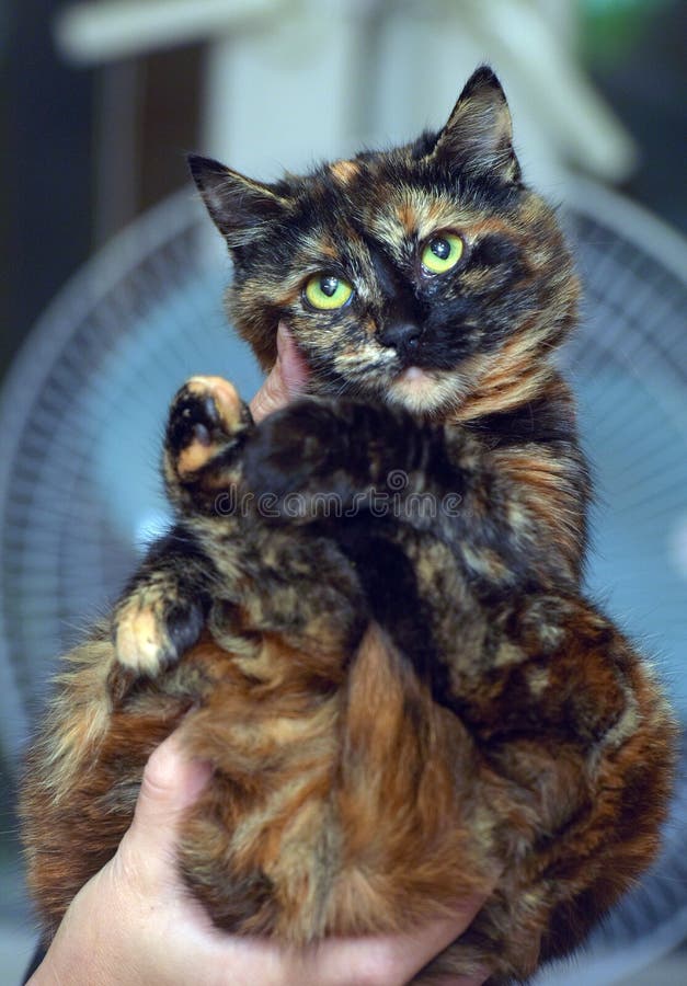 Cute Tortoiseshell Kitten in Hands Stock Image - Image of human, child ...