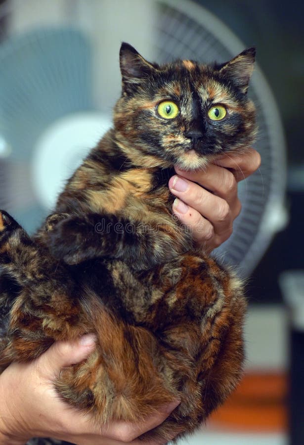Cute Tortoiseshell Kitten in Hands Stock Photo - Image of kitty, cute ...