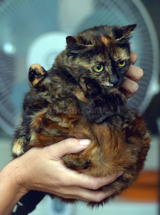 139 Newborn Tortoiseshell Photos - Free & Royalty-Free Stock Photos ...