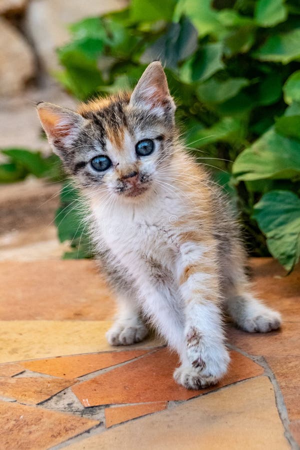 Tortoiseshell Calico Cat Lying on Kitchen Chair Stock Photo - Image of ...