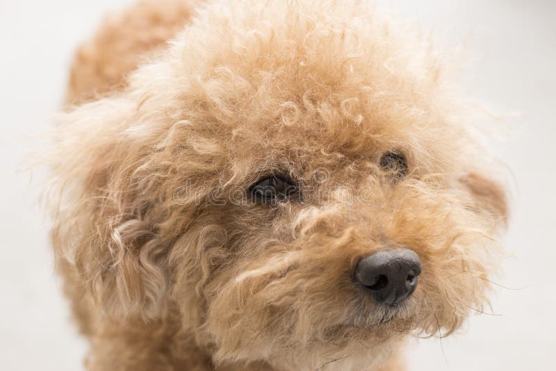 Cute Toy Poodle with Curly Fur Stock Image - Image of brown, cute: 91898115