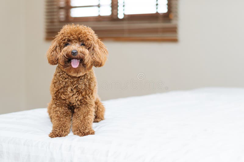 Cute Toy Poodle Sitting on Bed Stock Image - Image of groomed, cute ...