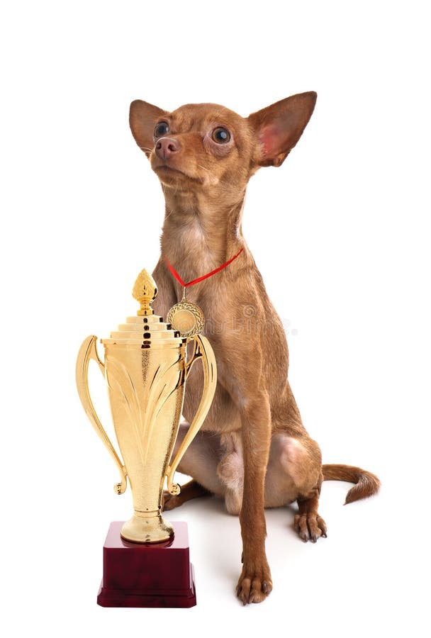 Cute Toy Terrier with Gold Medal and Trophy Cup on White Background ...