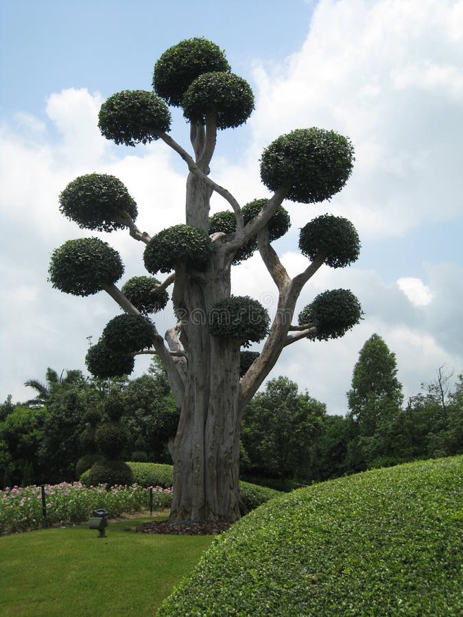 Cute tree stock photo. Image of hong, cute, green, kong - 8906730