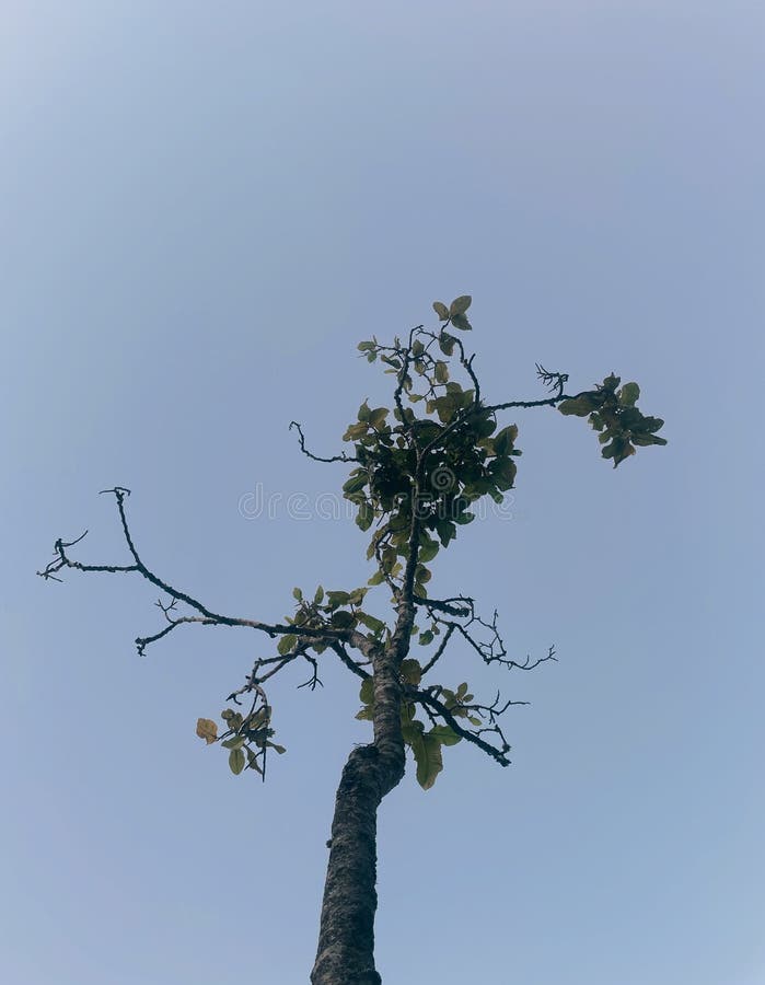 Cute Tree on a Cold Afternoon with Blue Background Stock Photo - Image ...