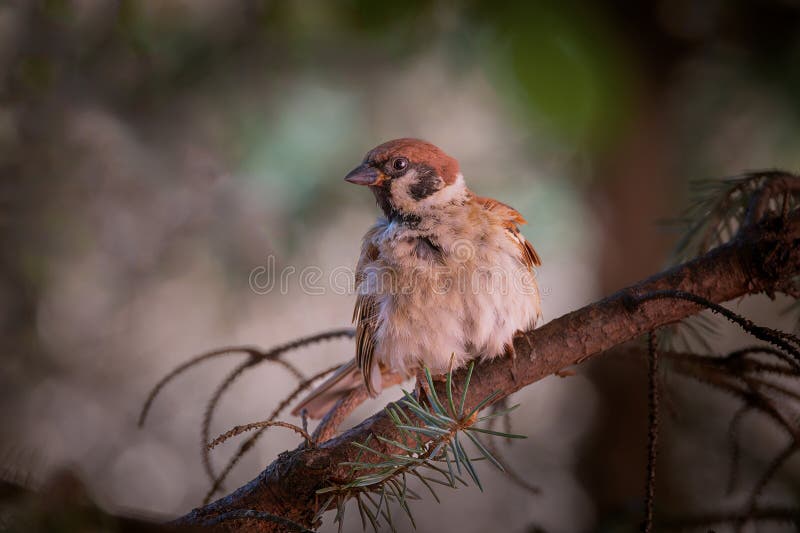 Cute Tree Sparrow in the Garden Stock Image - Image of bird, natural ...