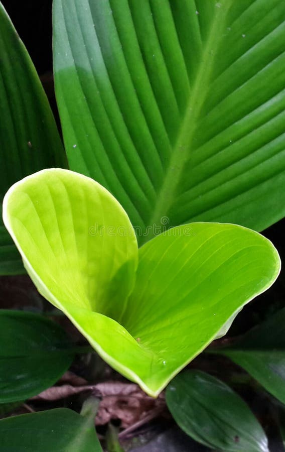 CUTE TREES LOVE stock image. Image of nature, branch - 207658349