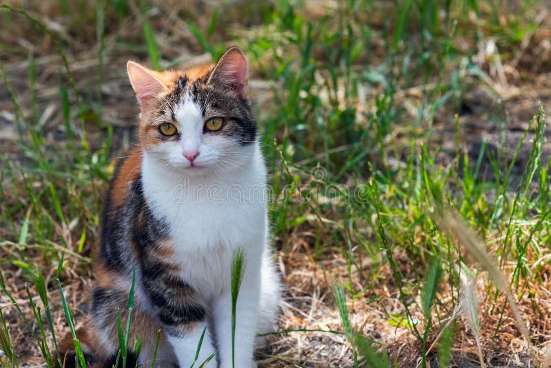 A Cute Cat with Tricolor Pattern is Taking a Walk. Stock Photo - Image ...
