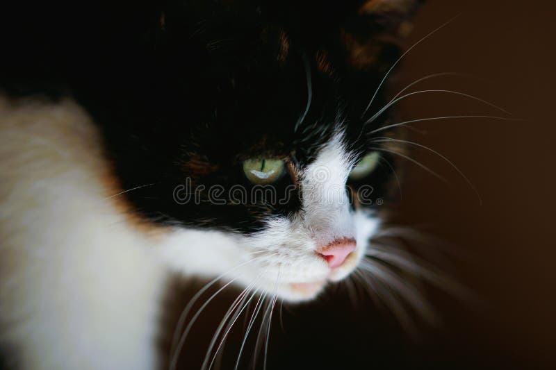 Cute Tricolor Cat Portrait Closeup, Side View Stock Image - Image of ...