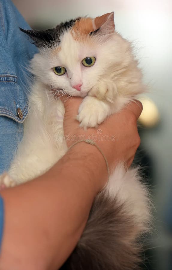 Tricolor Fluffy Cat in Hands Stock Image - Image of care, curious ...