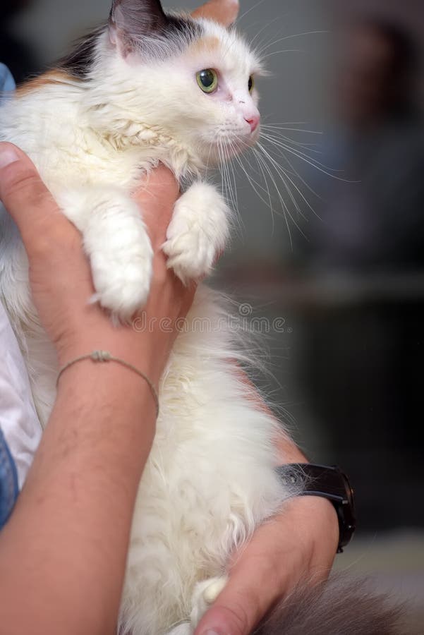 Tricolor Fluffy Cat in Hands Stock Image - Image of kitten, fluffy ...