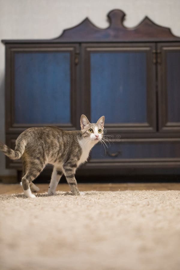 Cute Tricolor Tabby Cat Walking Indoor Stock Image - Image of beauty ...