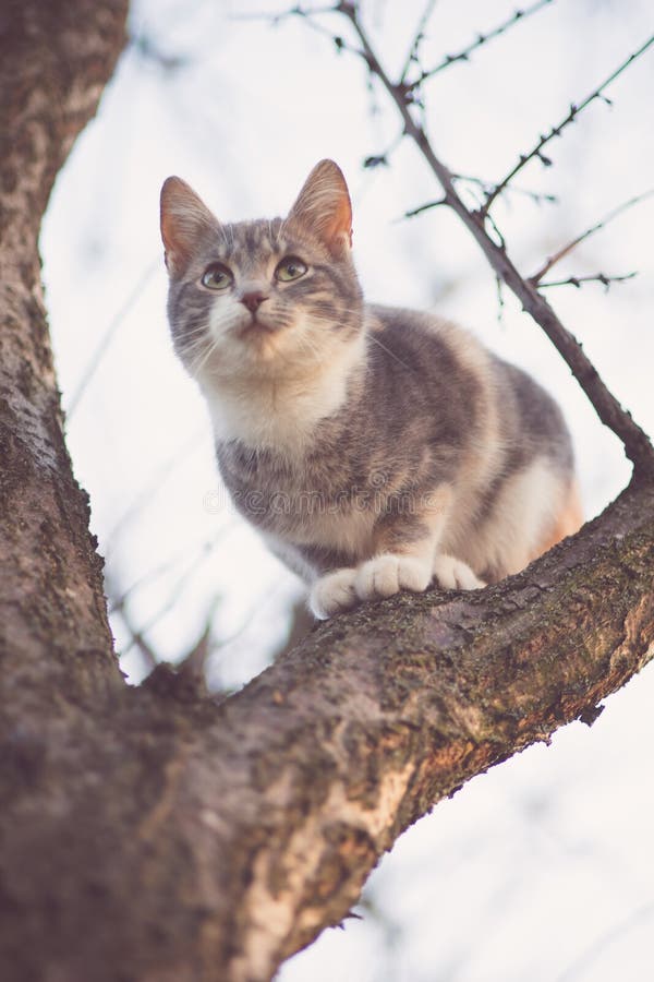 Cute Tricolor Young Cat Sitting on a Dry Tree Stock Image - Image of ...