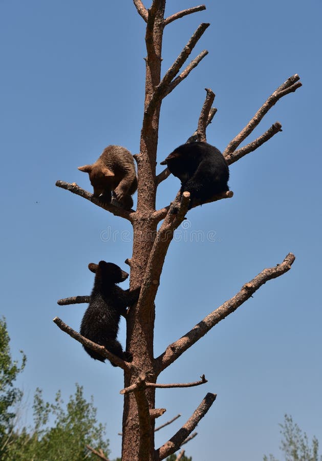 Cute Trio of Bear Cubs in a Tree Stock Photo - Image of young ...
