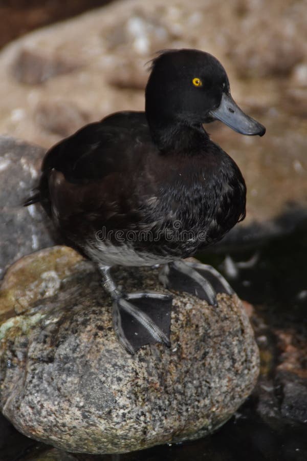 A Cute Tufted Duck stock image. Image of grounf, cuteness - 349732849