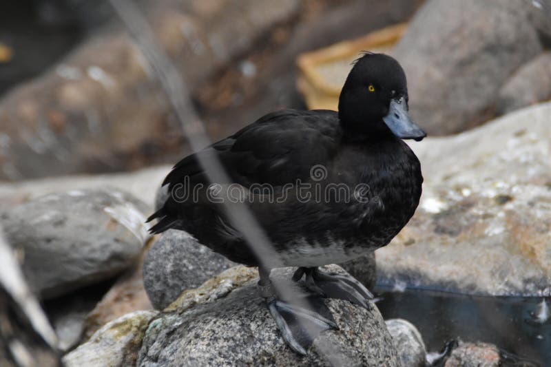 A Cute Tufted Duck stock photo. Image of gorgeous, water - 349732866