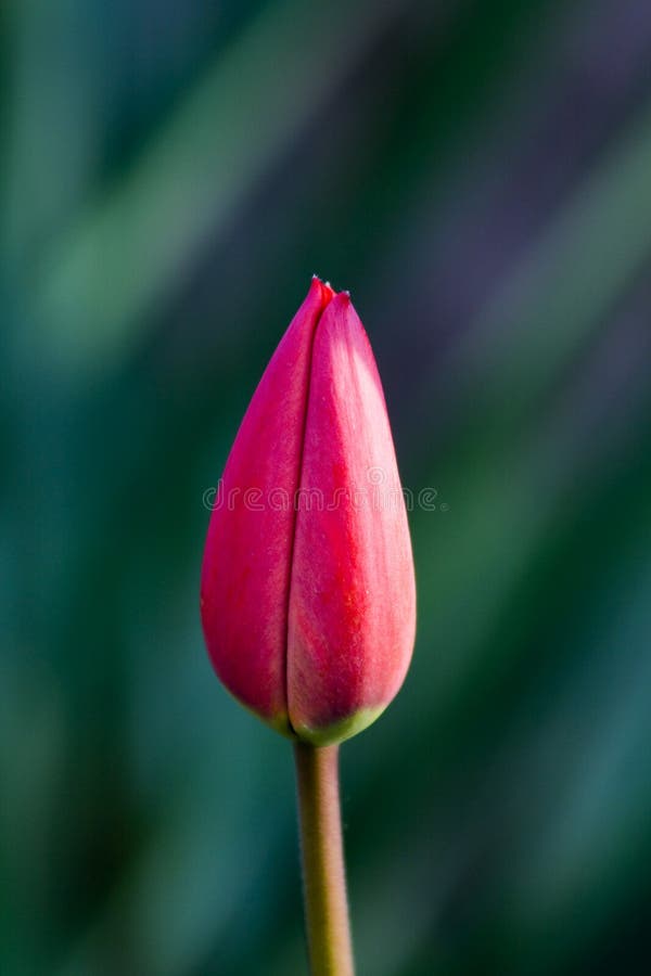 Cute tulip bud stock image. Image of natural, bunch, macro - 2951019