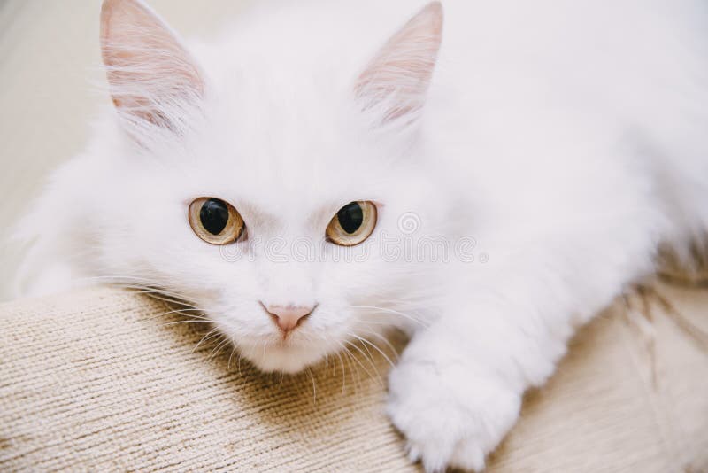 Cute turkish van cat. stock image. Image of indoor, portrait - 117492995