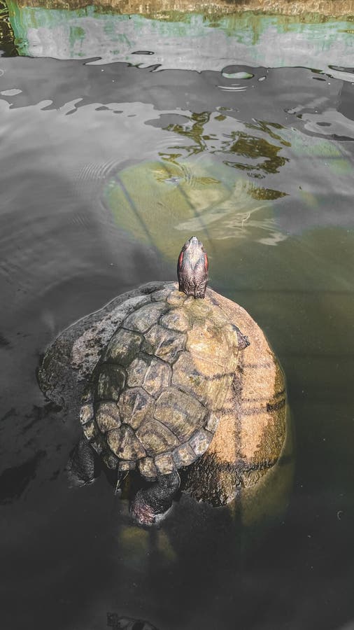 Cute Turtle Basking in the Sun. Stock Photo - Image of drawing, snake ...