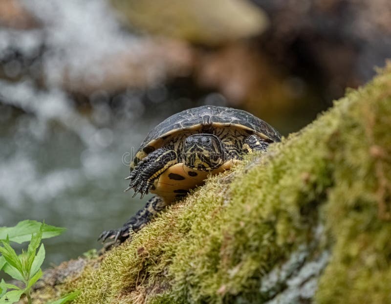 A Cute Turtle Closeup in Thuringia Outdoor Stock Photo - Image of ...