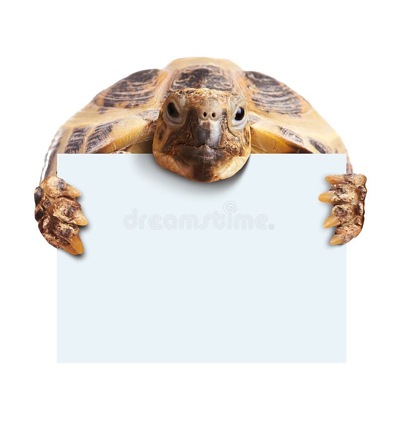 137 Empty Turtle Shell Stock Photos - Free & Royalty-Free Stock Photos ...