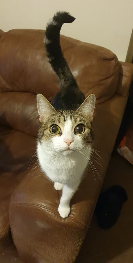 Cute Turtle shell kitten stock photo. Image of turtle - 165066378