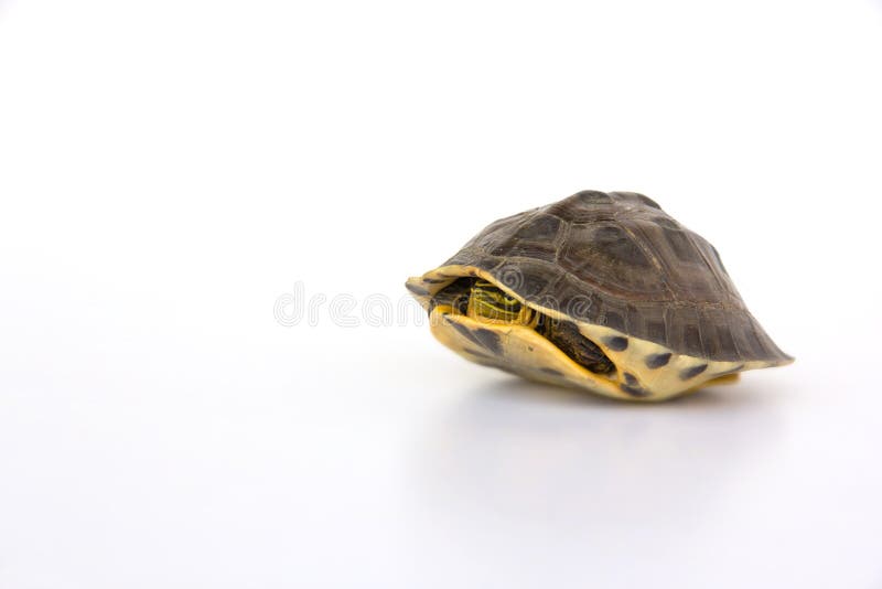 Cute turtle stock image. Image of protection, closeup - 30515063