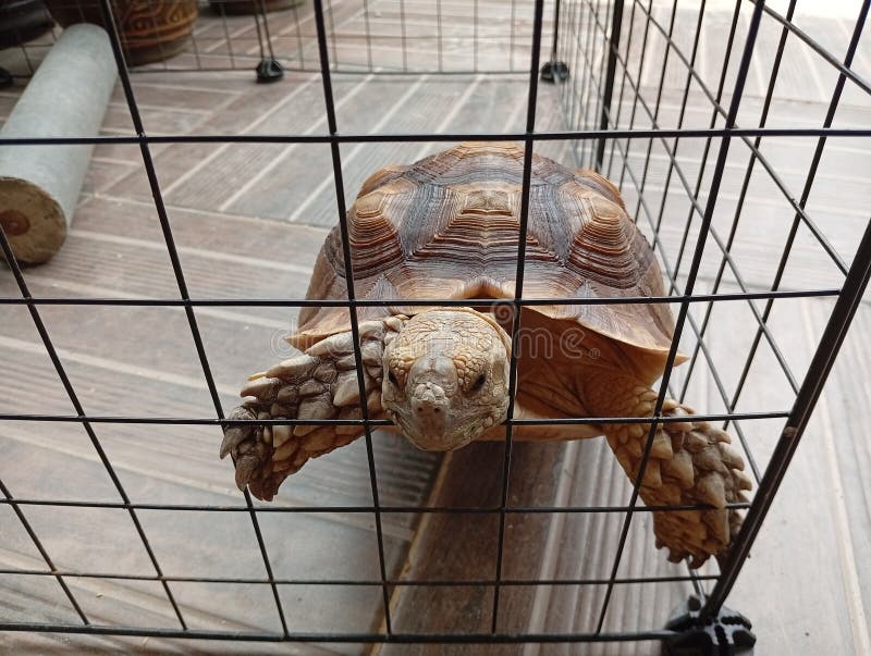 Cute Turtle Trying To Escape from the Cage Stock Image - Image of ...