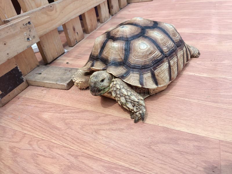 Cute Turtle Walking in Fair Stock Image - Image of fair, walking: 261631425
