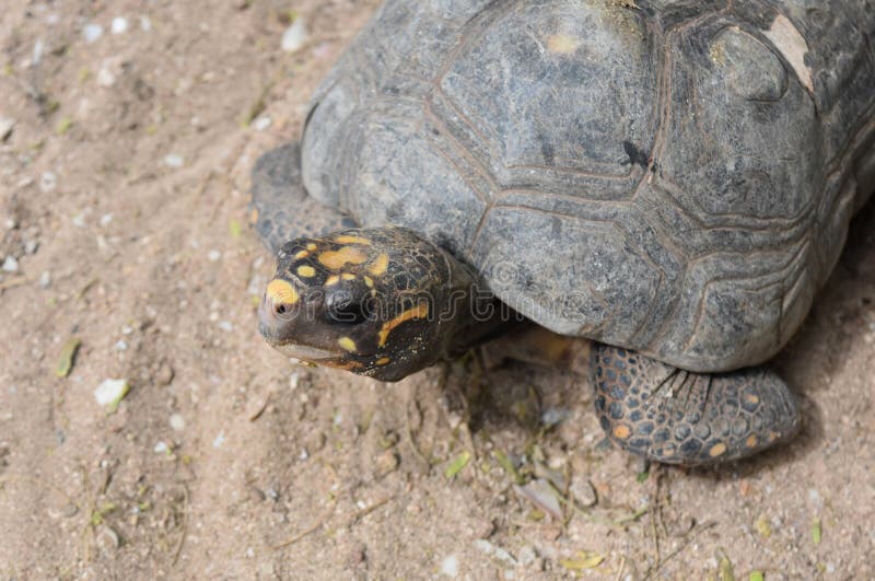 Close Up of the Beautiful Face of a Turtle Stock Photo - Image of shell ...