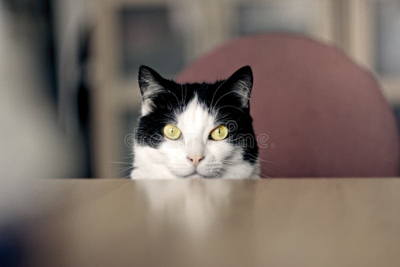 Cute Tuxedo Cat Looking Curious Over the Table To the Camera. Stock ...