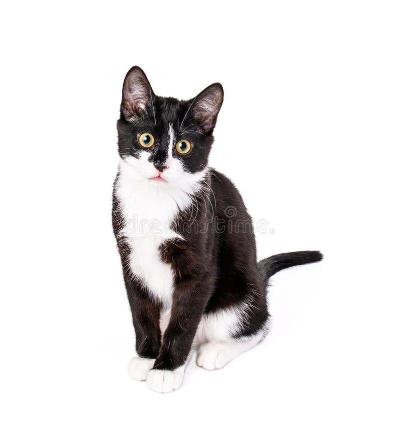 Cute Tuxedo Kitten Sitting Isolated on White Stock Photo - Image of ...