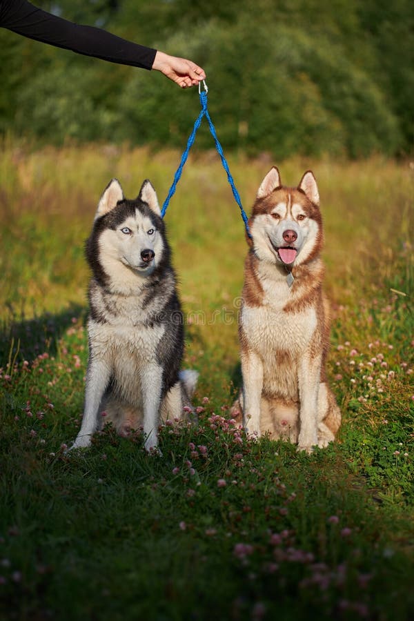 Cute Two Siberian Husky Dogs Portrait Front View Stock Photo - Image of ...