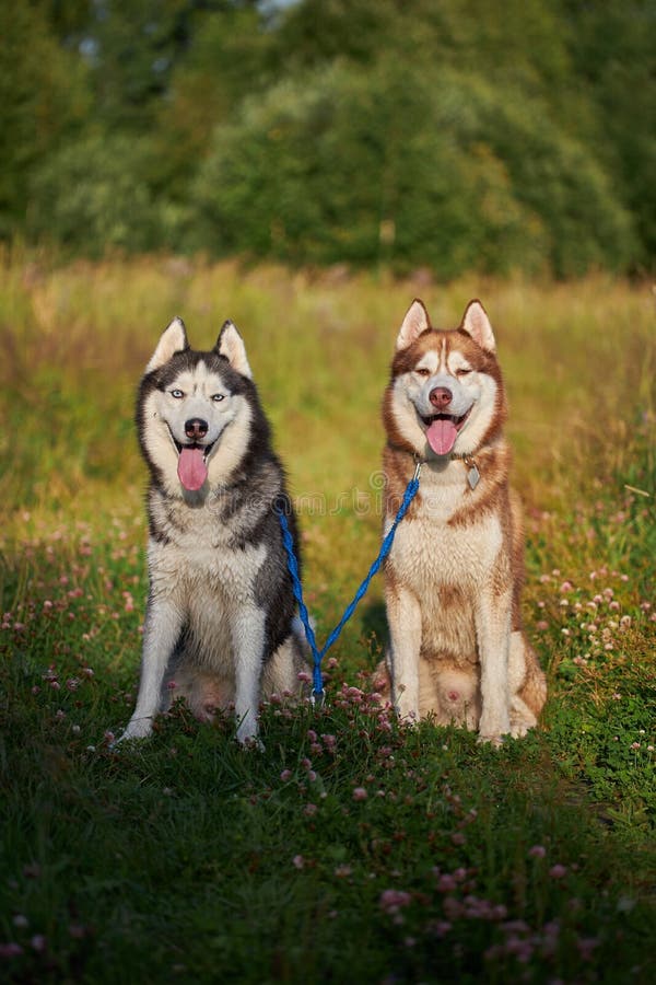 Cute Two Siberian Husky Dogs Portrait Front View Stock Photo - Image of ...