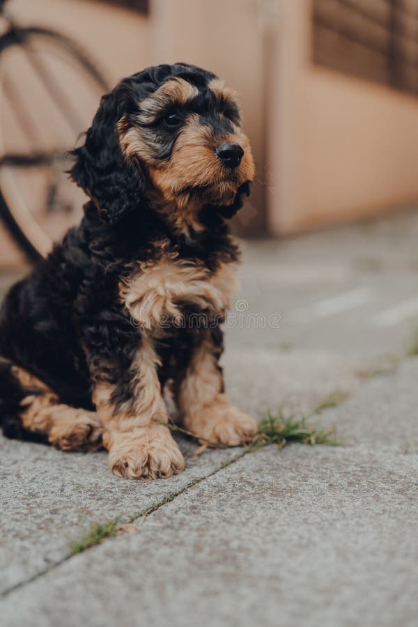 Cute Two Months Old Cockapoo Puppy Sitting on the Patio, Looking To the ...